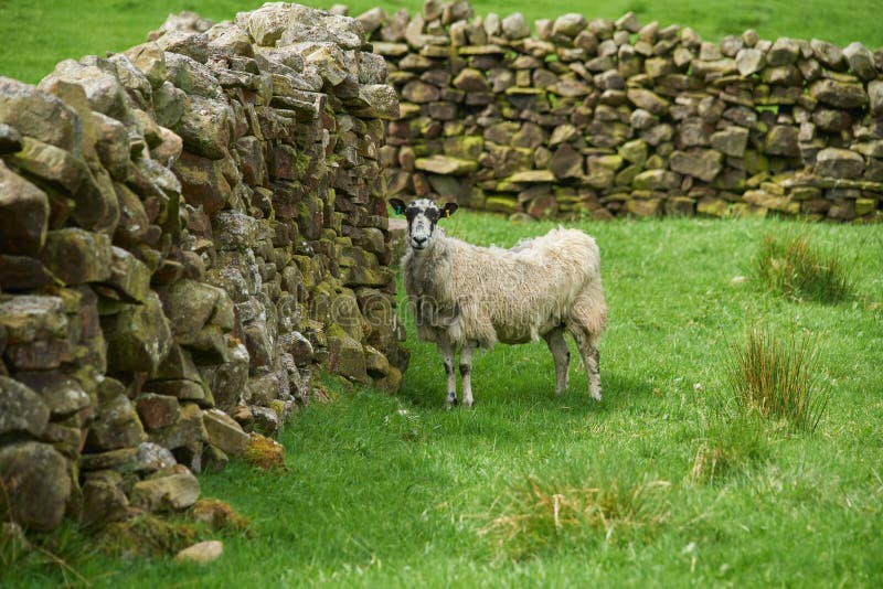 Yorkshire Dales Sheep Next To Drystone Wall, UK Stock Photo - Image of ...