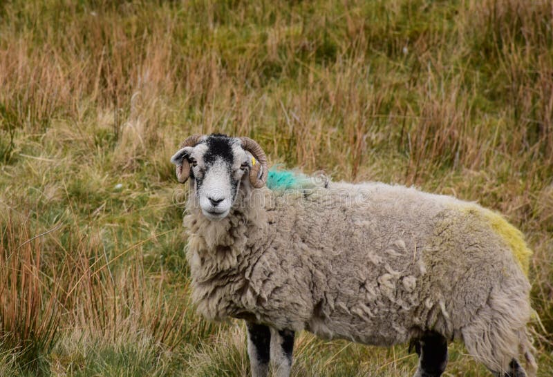 Yorkshire Dales Sheep stock photo. Image of grass, animal - 1765526