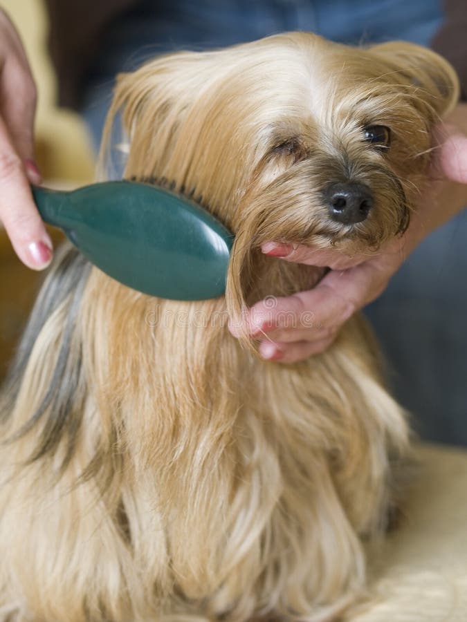 Yorkshire Dog is Combed by Person Stock Image - Image of furry ...