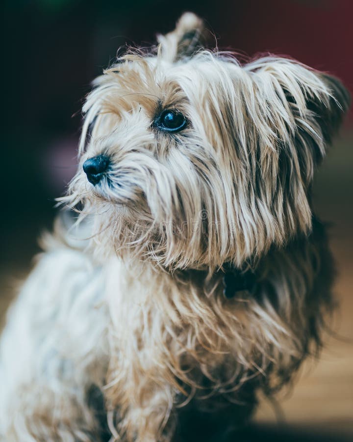 A Yorkshire Dog Looking Left Stock Photo - Image of purebred, portrait ...