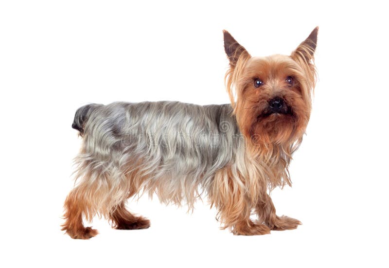 Yorkshire Terrier Que Se Sienta En Frente En El Fondo Blanco Foto de ...