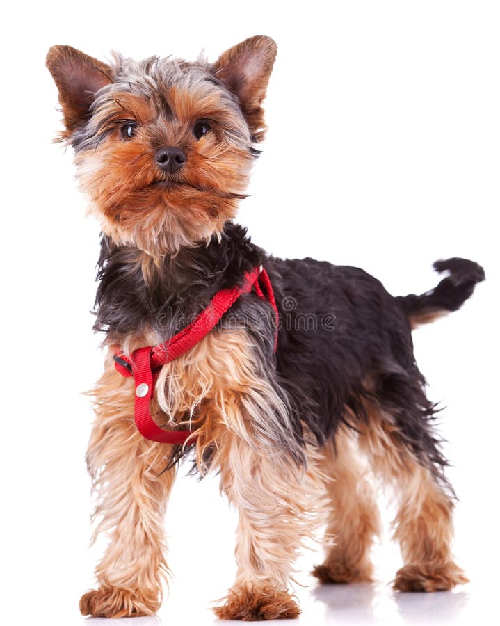 Yorkshire Puppy Dog Standing Stock Image - Image of head, purebred ...
