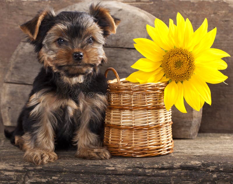 Very Cute Yorkie Puppy stock image. Image of purple, baby - 22985219