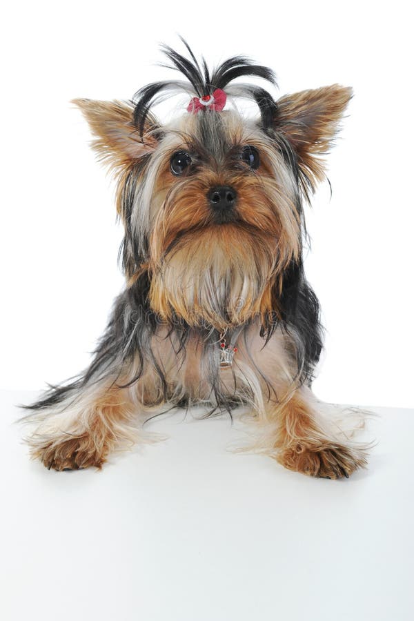 Yorkshire Terrier Dog in Pink Stock Photo - Image of canine, vertical ...