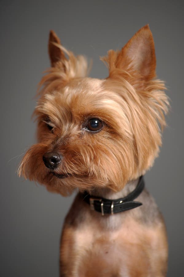 Yorkshire terrier stock photo. Image of fine, doggy, grey - 19536884