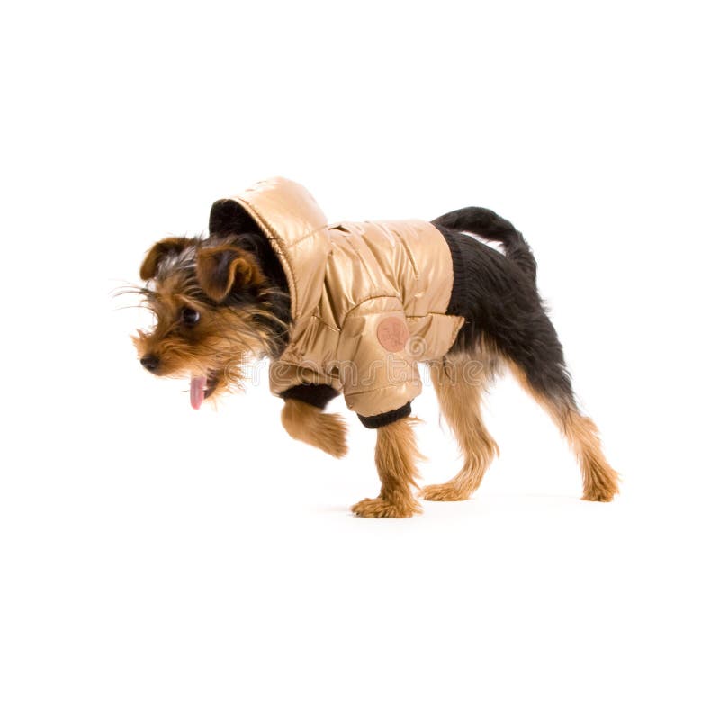 Yorkshire Terrier stock photo. Image of purebred, dressed - 20142186