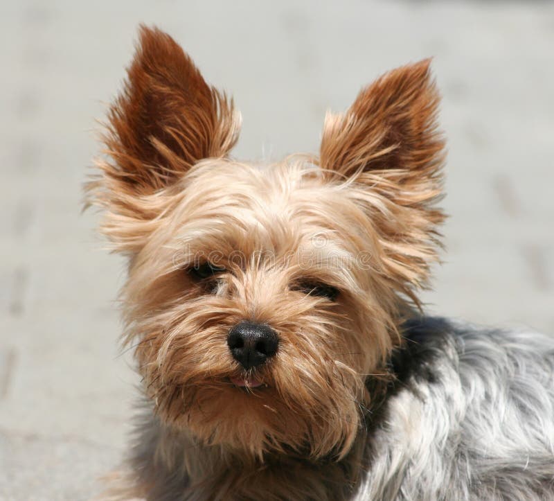 Yorkshire Terrier stock photo. Image of terrier, yorkshire - 25433846