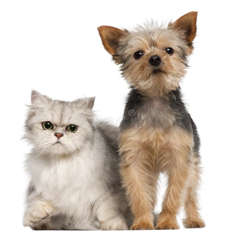 Dog of Breed Yorkshire Terrier and Cat Stock Photo - Image of purr ...