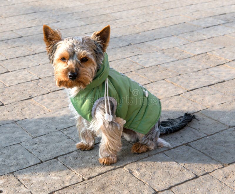 Yorkshire terrier foto de stock. Imagem de preto, marrom - 34726238