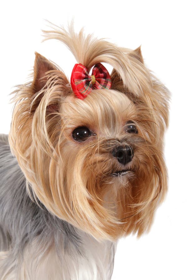 White Dog Breeds Bow Stock Photos - Free & Royalty-Free Stock Photos ...