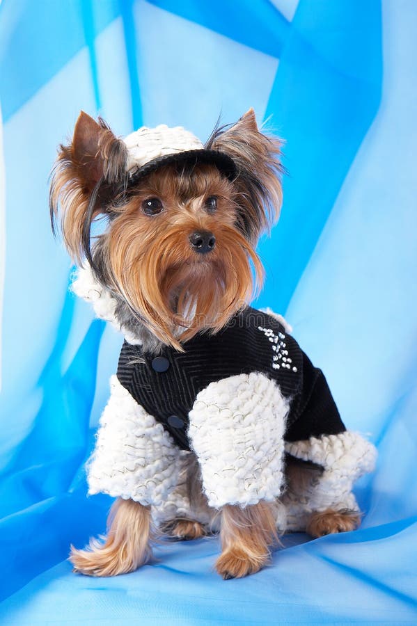 Yorkshire terrier stock image. Image of suit, long, dress - 4415099