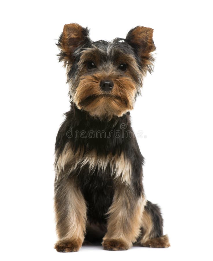 Yorkshire Terrier foto de archivo. Imagen de negro, fondo - 49910958