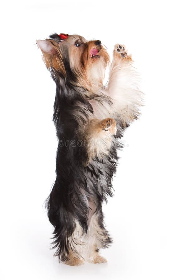 Dog with raised paw stock photo. Image of happy, domestic - 17905300