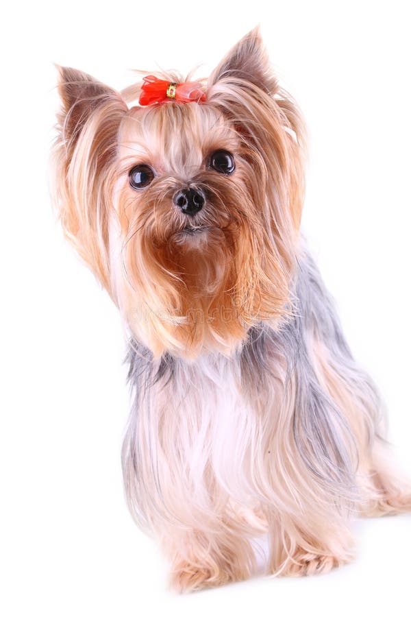 Rottweiler Et Yorkshire Terrier Stock Photo - Image of rottweiler ...