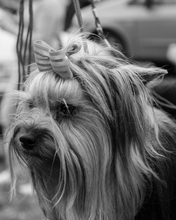 Yorkshire terrier with bow stock photo. Image of canine - 161683712