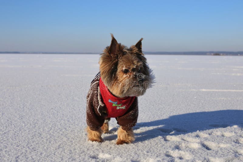 Yorkshire Terrier in Bright Winter Clothes on Ice on a Sunny Day Stock ...