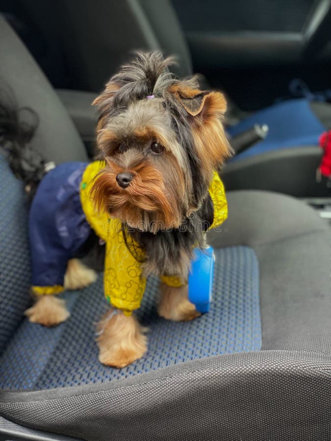 Yorkshire Terrier in a Car. Stock Photo - Image of combed, care: 352889606