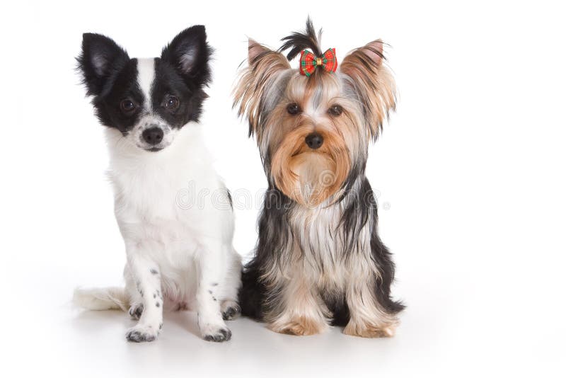 Mezcla De Yorkshire Terrier Y Papillon Yorkillon Dog Breed Information