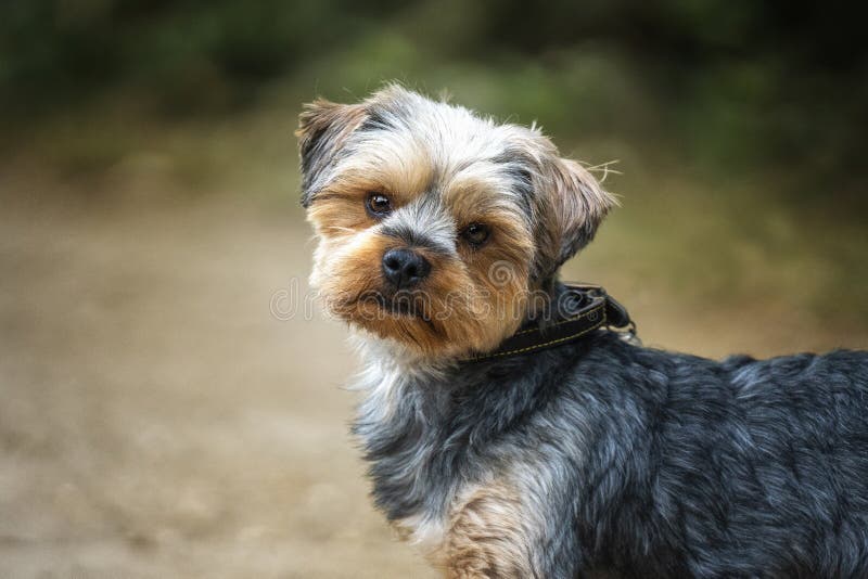 Yorkshire Terrier Close Up with a Head Tilt Stock Image - Image of ...