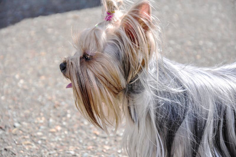 Yorkshire Terrier Della Razza Del Cane Fotografia Stock - Immagine di ...