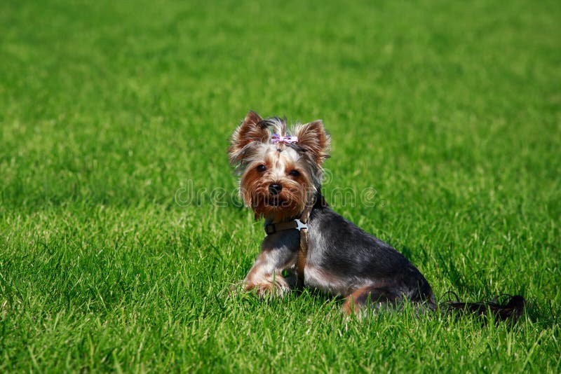 Cane, Yorkshire Terrier Della Razza Caricato Molto Fotografia Stock ...