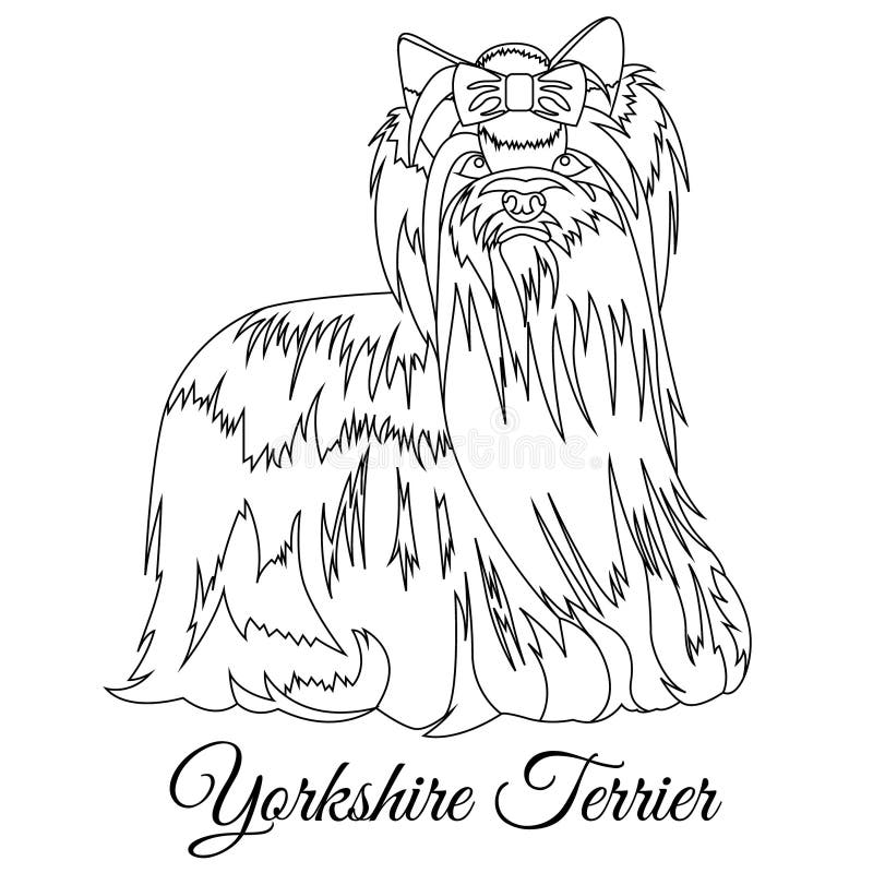 Yorkshire Terrier Dog Outline Stock Illustration - Illustration of typr ...