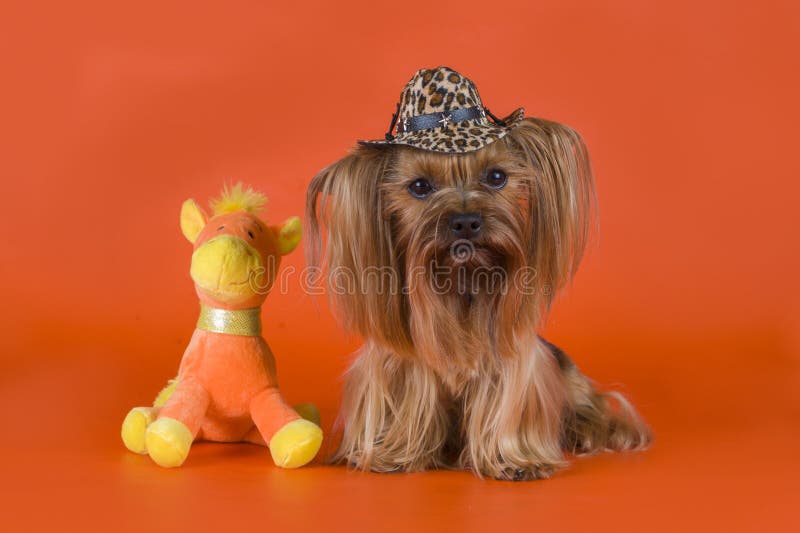 Yorkshire Terrier Dressed As a Cowboy Stock Photo - Image of shirt ...