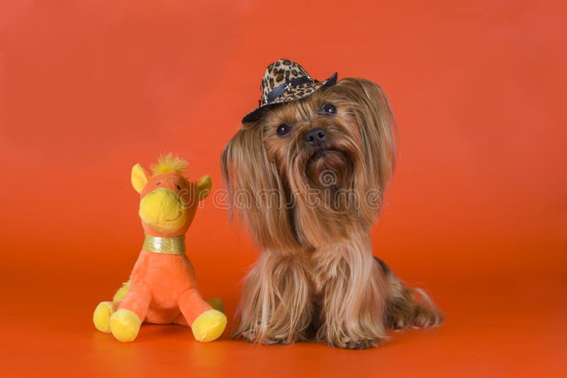 Yorkshire Terrier Dressed As a Cowboy Stock Photo - Image of shirt ...