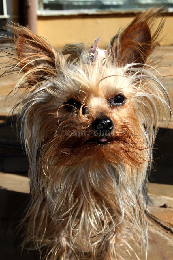 Yorkshire terrier stock photo. Image of yorkie, terrier - 31959170