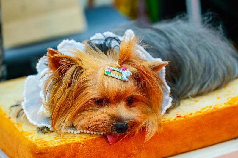 Yorkshire Terrier Girl Cute Face Lying Resting Dozing Stock Photo ...