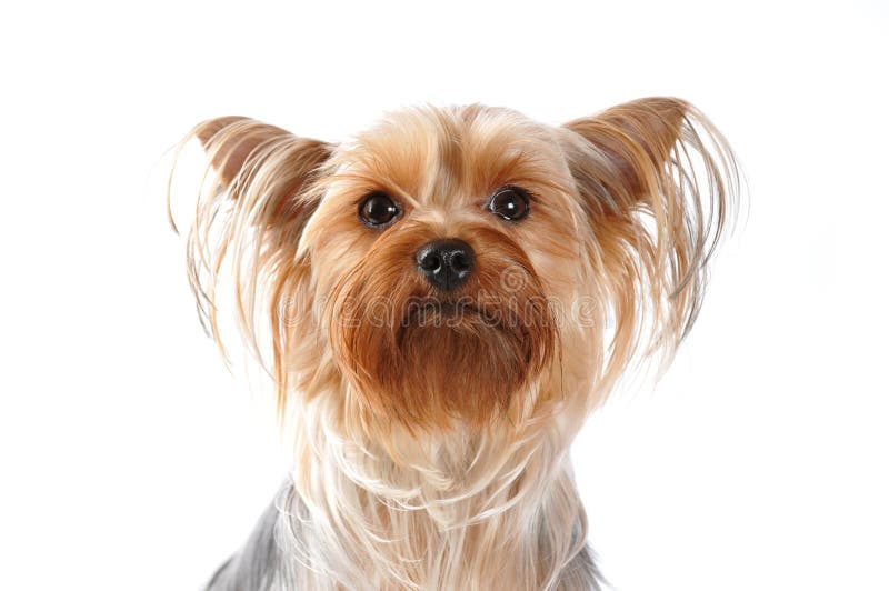 Yorkshire Terrier Head Portrait Stock Image - Image of yorkshire, shut ...