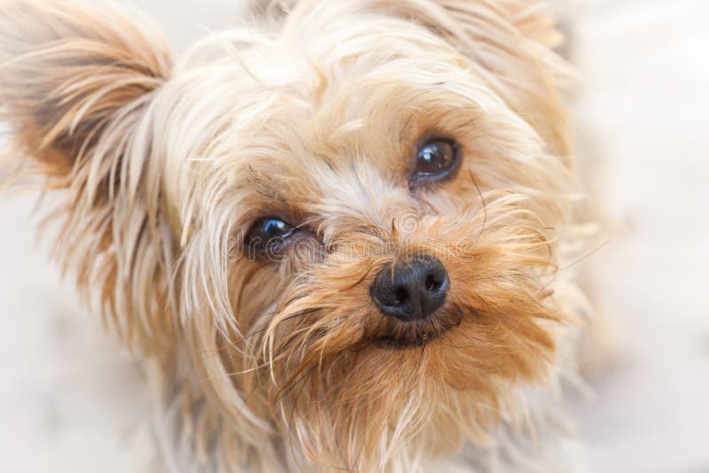 Yorkshire Terrier - Head Portrait Stock Image - Image of canine, posing ...
