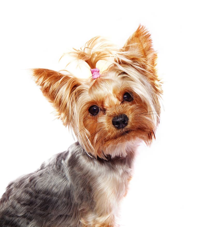 Yorkshire Terrier Isolado No Branco Imagem de Stock - Imagem de ...