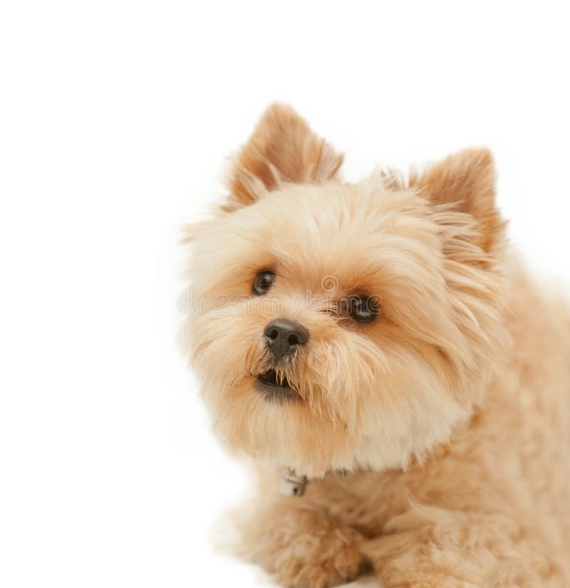 Yorkshire Terrier Isolado No Branco Imagem de Stock - Imagem de ...