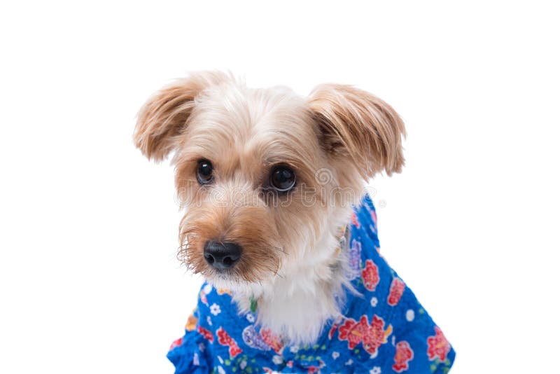 Yorkshire Terrier in Japanse Yukata Stock Foto - Image of dier ...
