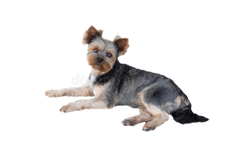 Dwarf Yorkshire Terrier Stock Photos - Free & Royalty-Free Stock Photos ...