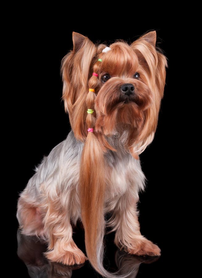 Yorkshire Terrier with Long Curl of Hair Stock Photo - Image of ...