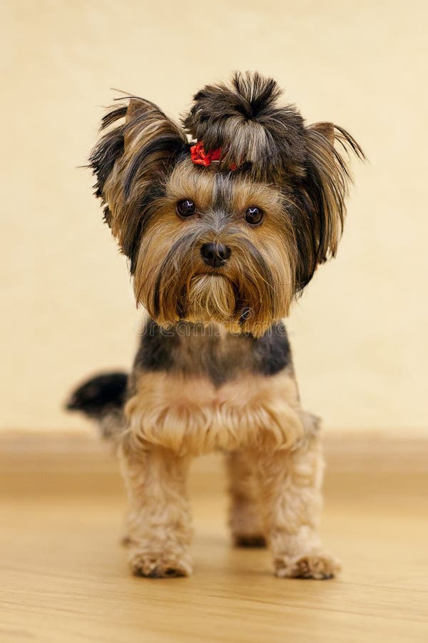 The Cockapoo is a Happy Dog. Stock Image - Image of pleased, greeting ...