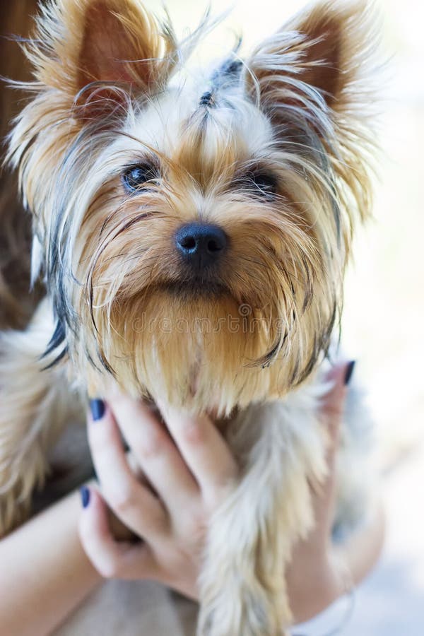 Yorkshire Terrier on Owner S Hands Stock Image - Image of european ...