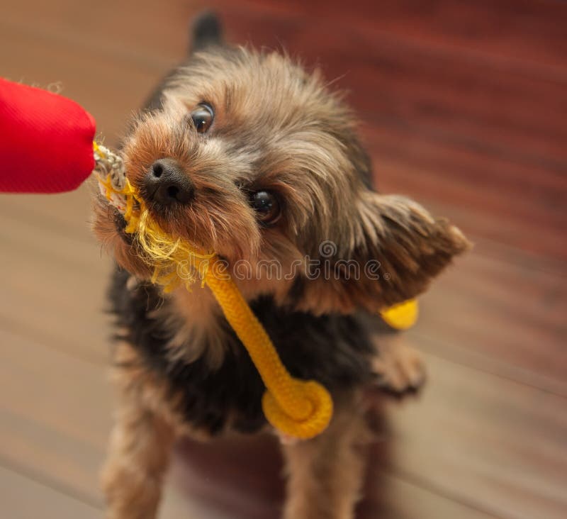 Yorkshire Terrier Playing stock photo. Image of play - 32933840