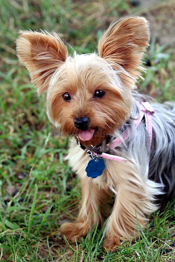 Yorkshire terrier portrait stock photo. Image of yorkie - 2707274