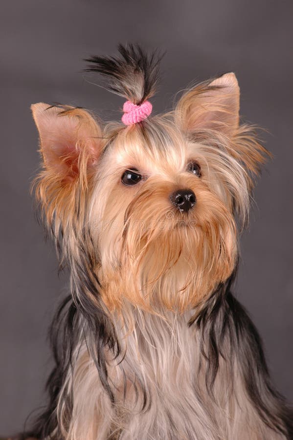 Yorkshire terrier portrait stock photo. Image of head - 7742896