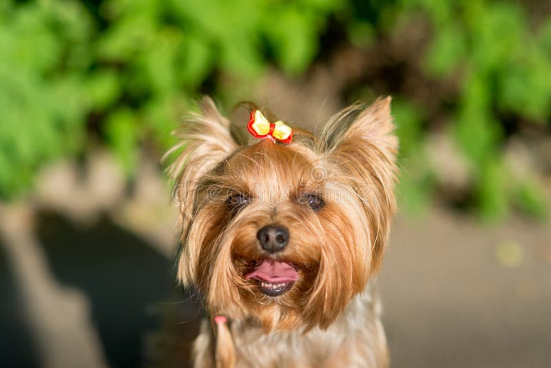 Yorkshire Terrier portrait stock photo. Image of nature - 58158674