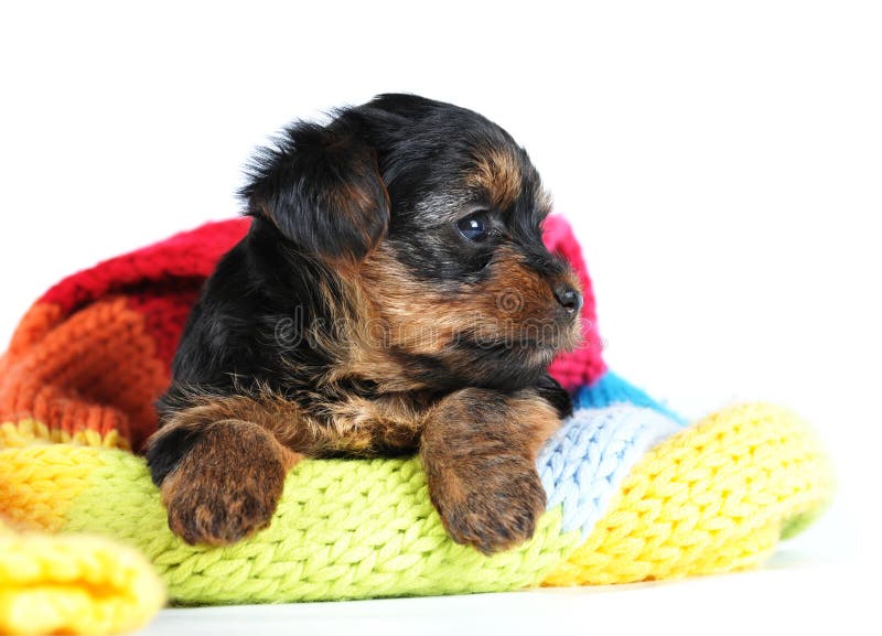 Yorkshire Terrier Portrait Puppy Profile Stock Photo - Image of ...