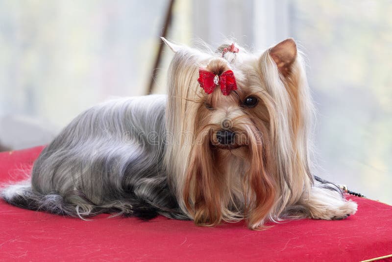 Yorkshire Terrier Prepares To Perform at the Dog Show Stock Image ...