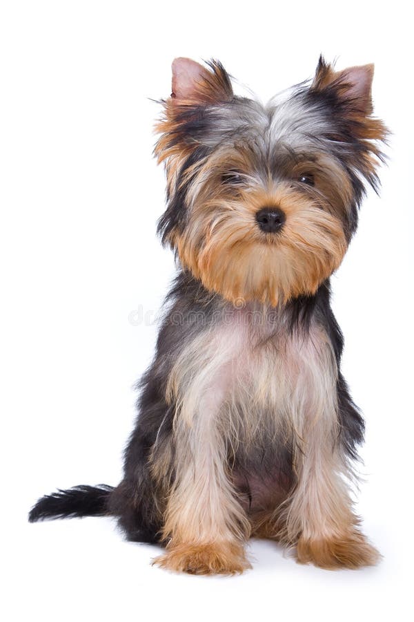 Puppy Cockapoo Isolated on White Stock Image - Image of young, single ...