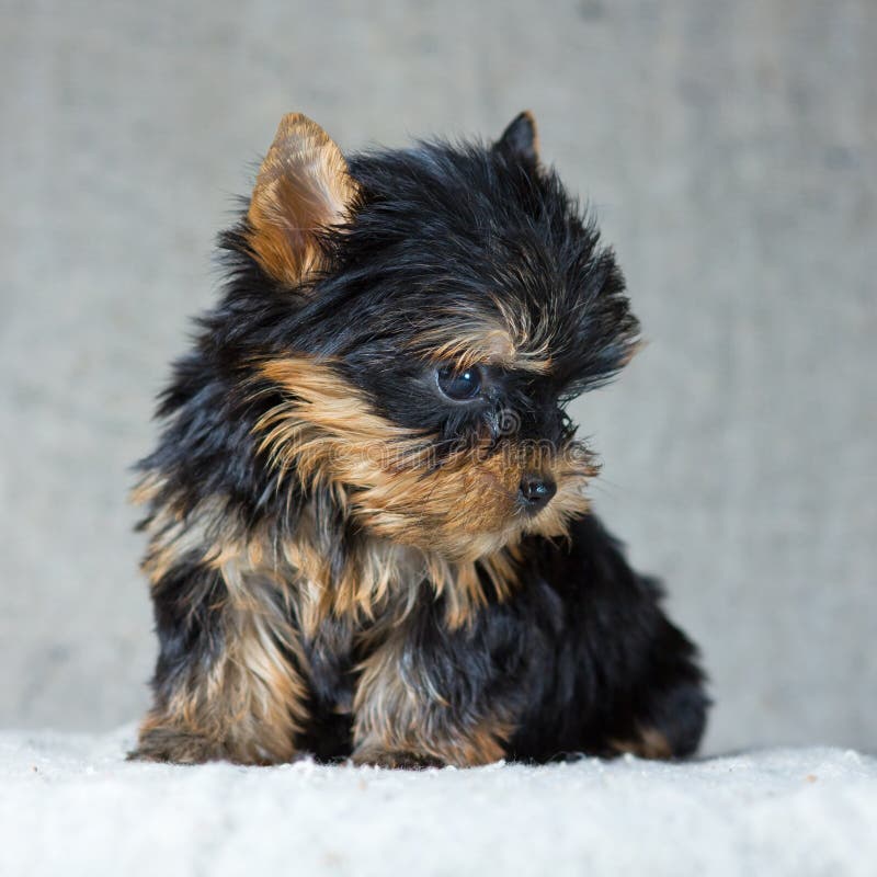 Yorkshire Terrier Puppy stock image. Image of yorkie - 18526031