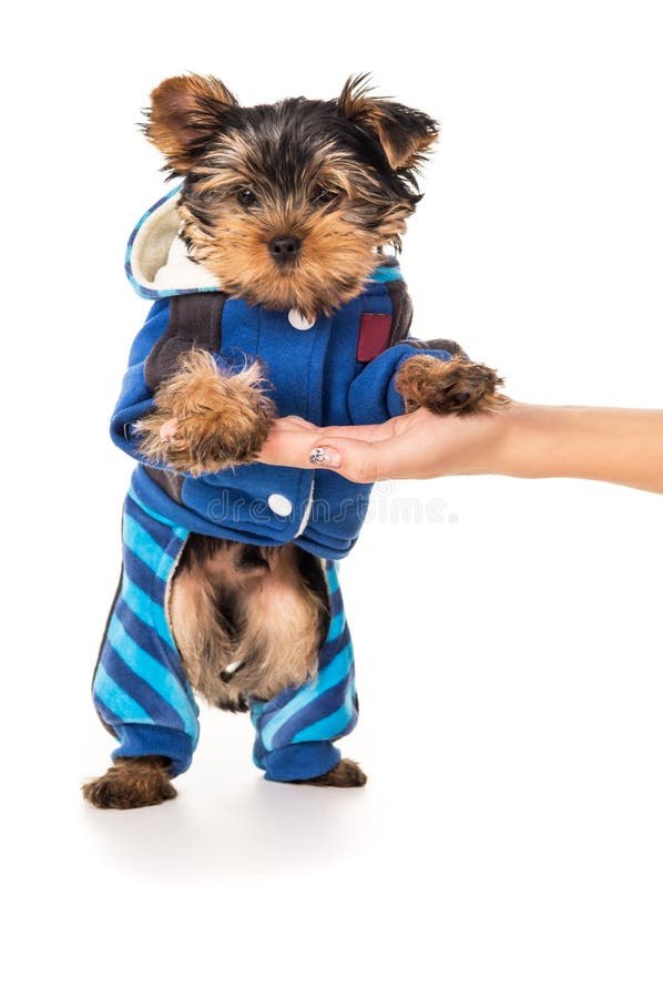 Yorkshire Terrier Puppy on Hand of Man Stock Photo - Image of long ...