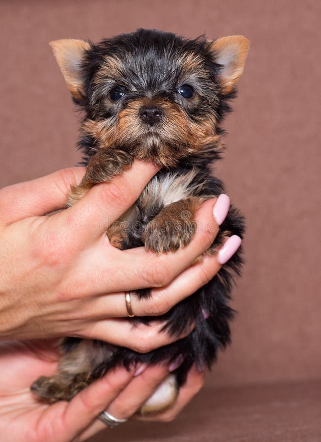 Yorkshire terrier puppy stock photo. Image of beautiful - 203514458