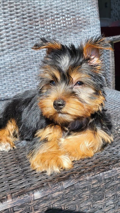Yorkshire Terrier Puppy Looking Forward with Peace Stock Image - Image ...